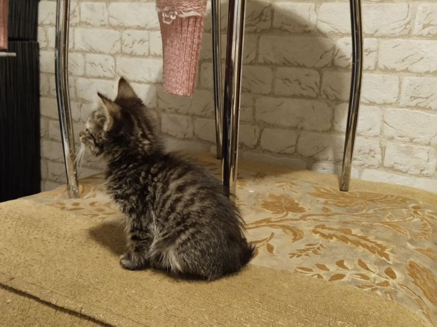 Заберите котенка