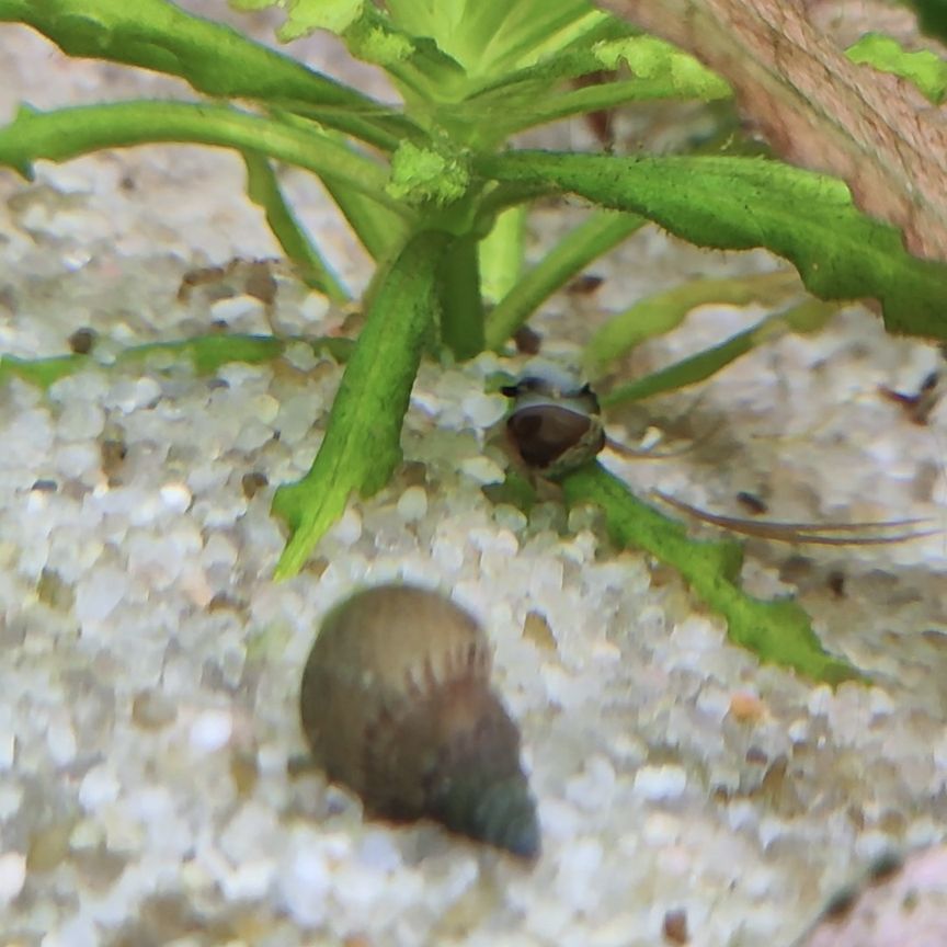 Улитки мелании