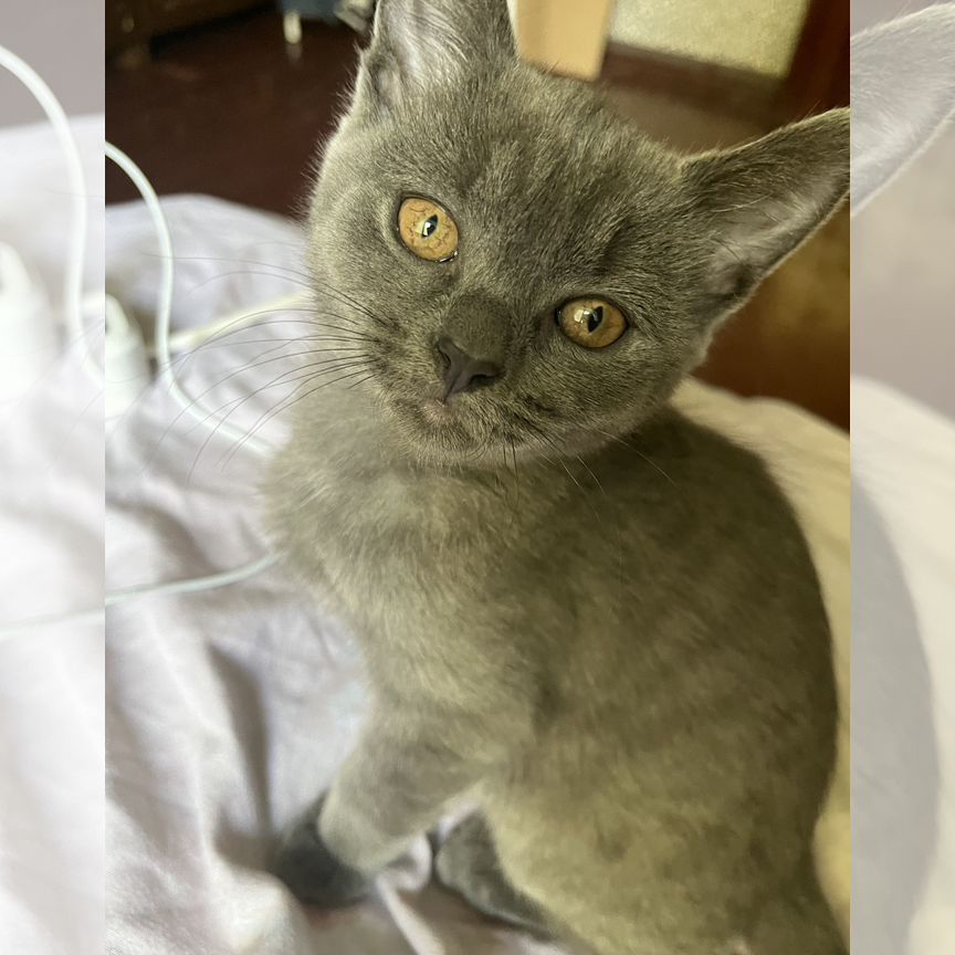Отдам котика 2мес