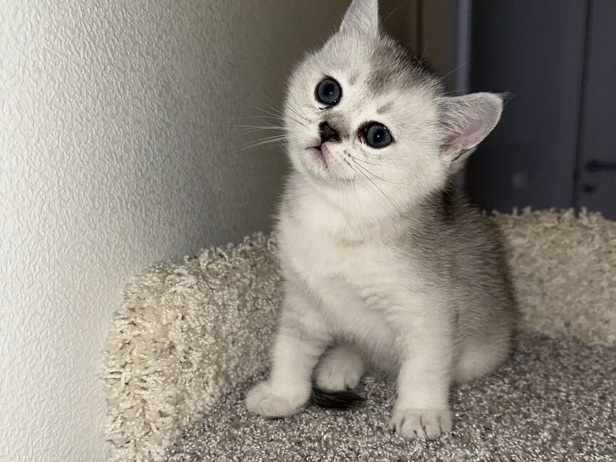 Шотландский котенок