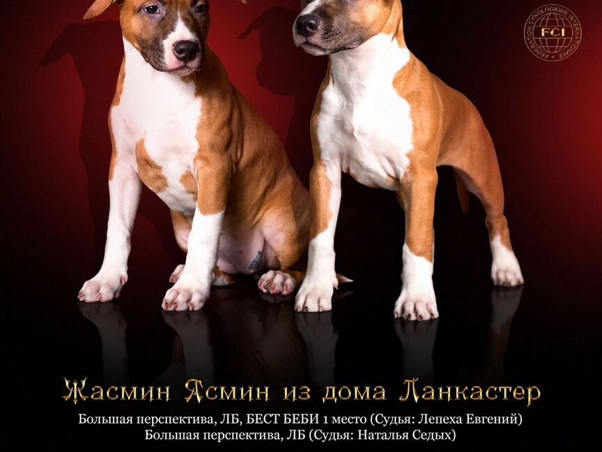 Стаффордширский терьер