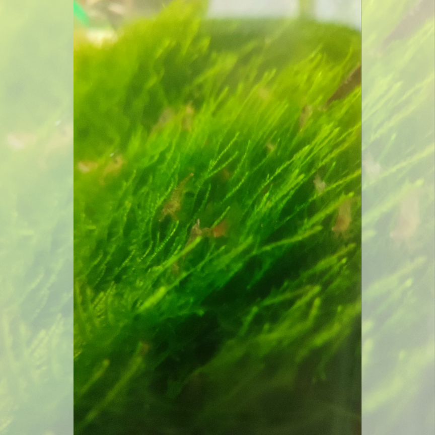 Водоросли для аквариума