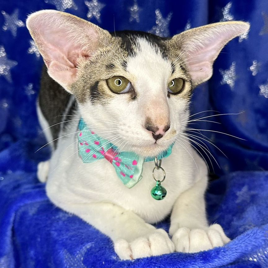 Ориентальные котята в экстрим и современном типе