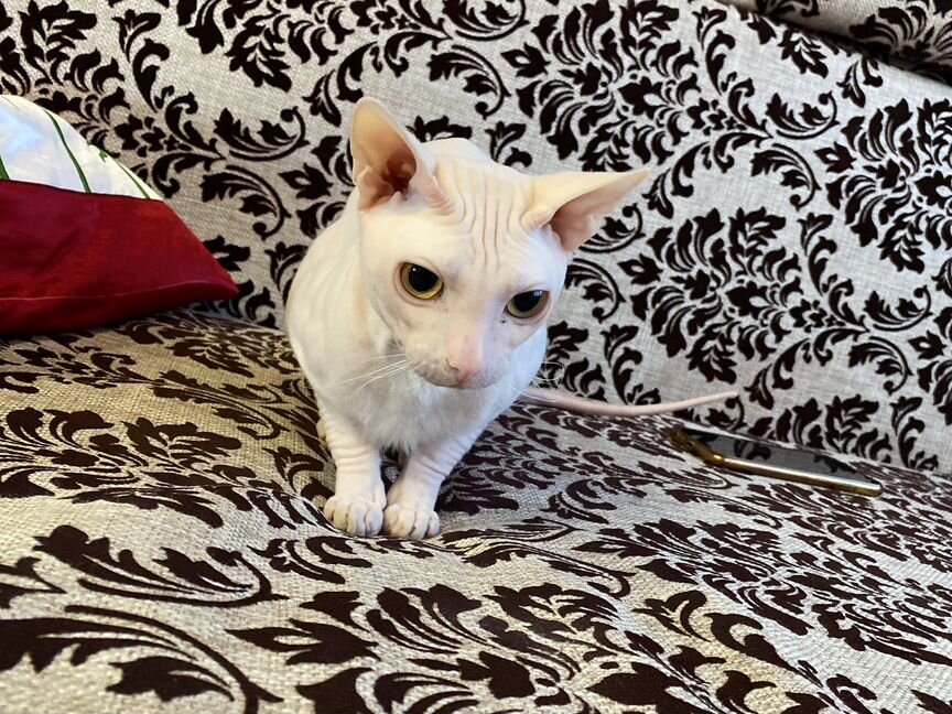 Кот на вязку сфинкс