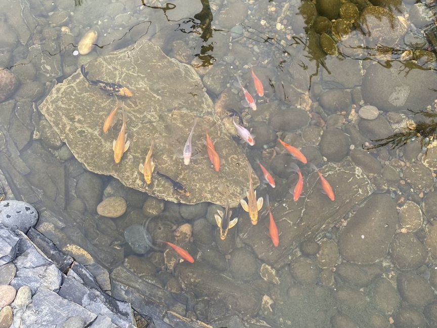 Китайский карась