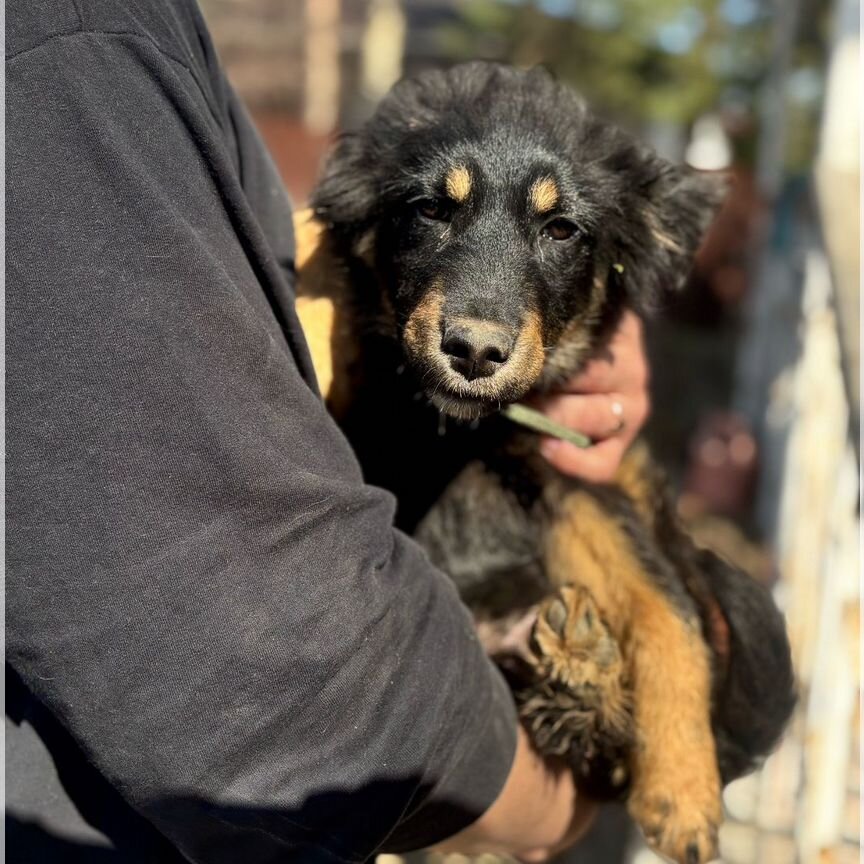 Щенок в добрые руки