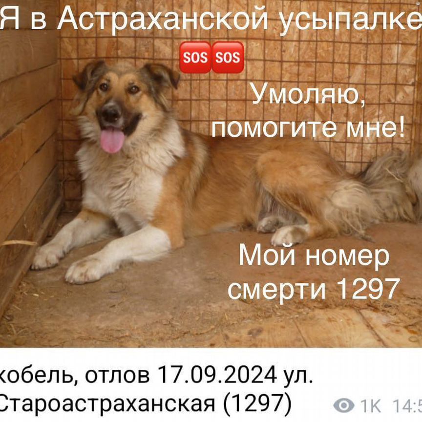 Собака в усыпалке