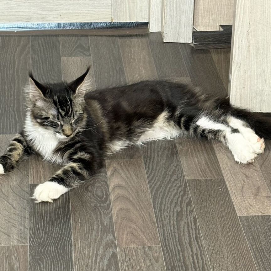 Мейн-кун котёнок