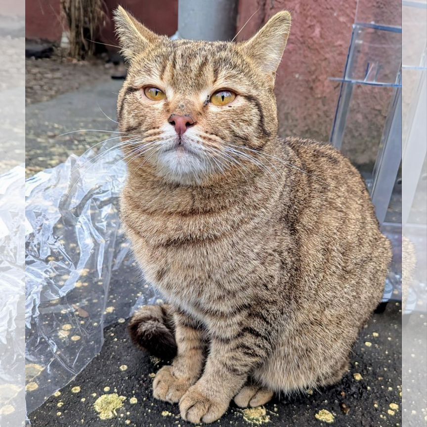 Котик Тимофей в добрые руки