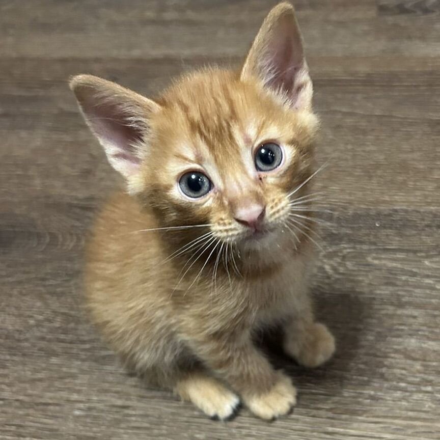 Отдам бесплатно котяток