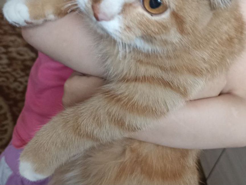 Кошка в дар бесплатно