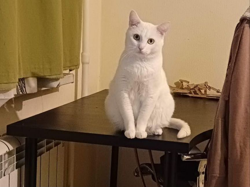 Отдам в добрые руки белого котика