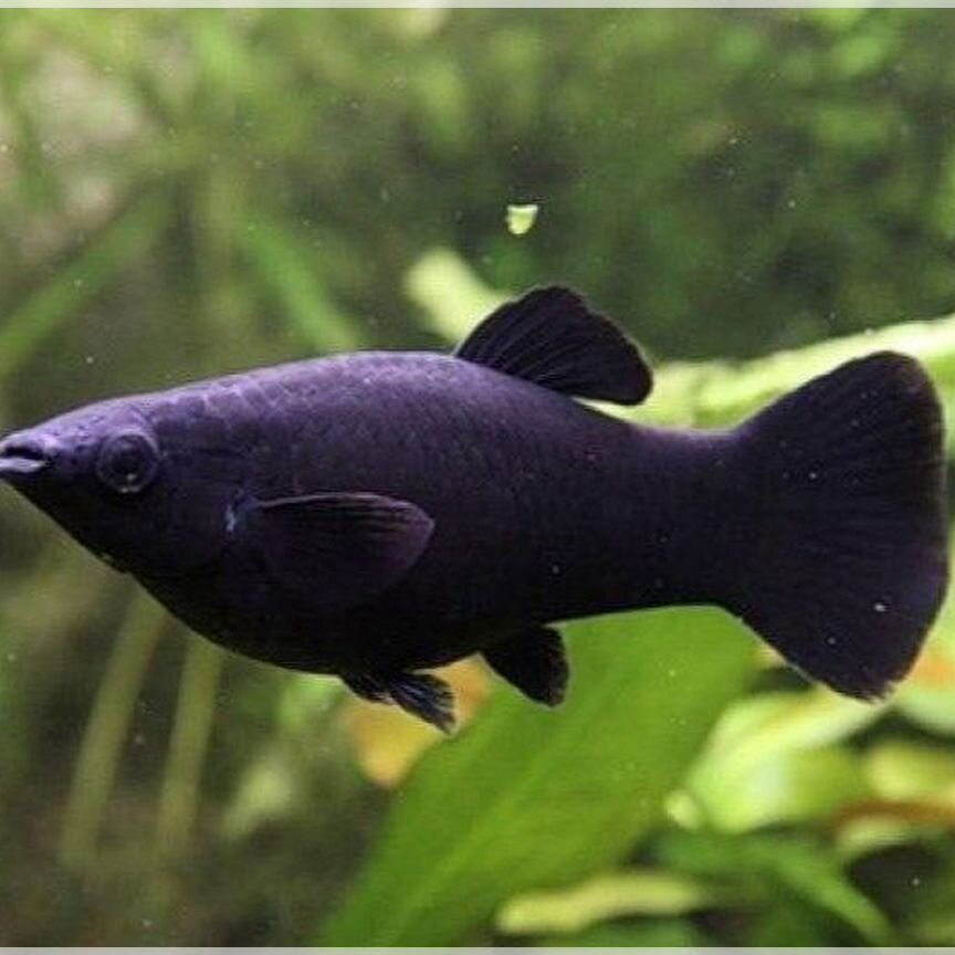 Моллинезии чёрные и белые