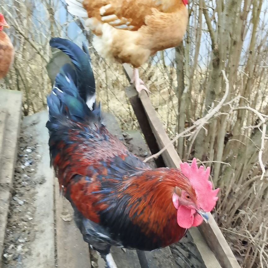 Продам молодых петушков