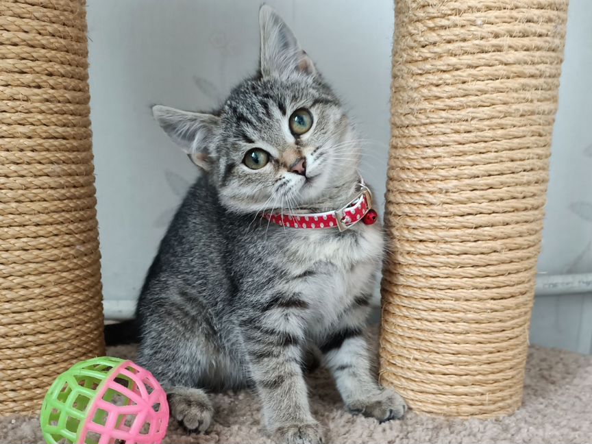 Кошечка Барбариска