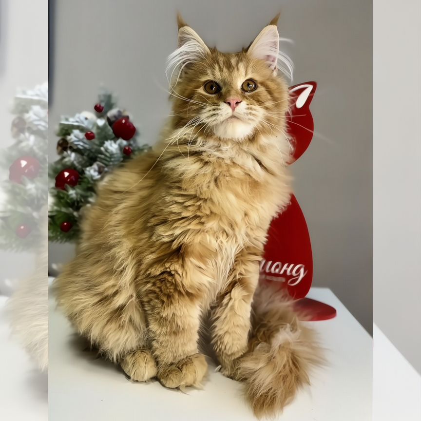 Мейн-кун котёнок