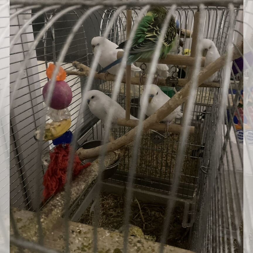 Волнистый попугай