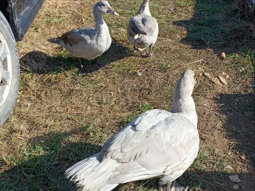 Индоутки / мускусные утки тяжёлой линии