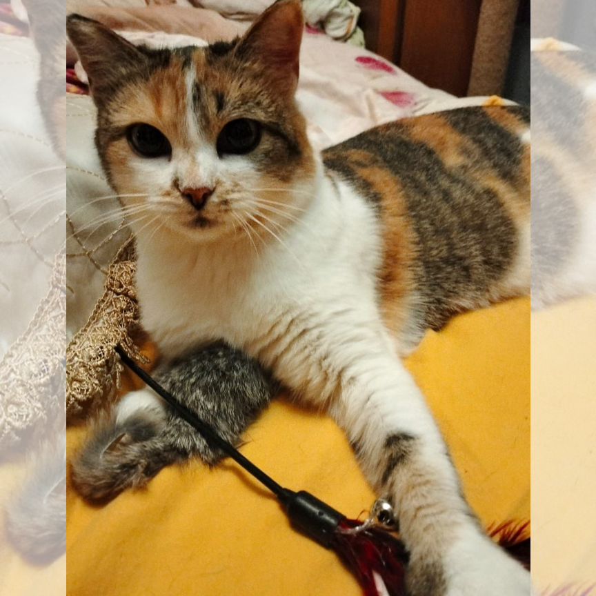 Кошкчка трехцветочка ищет дом