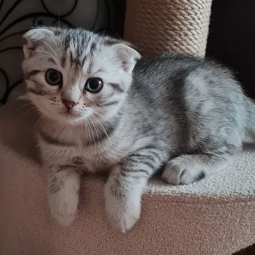 Шотландский вислоухий короткошёрстный котёнок