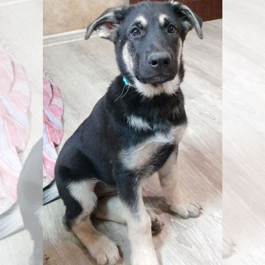 Восточноевропейская овчарка, щенок