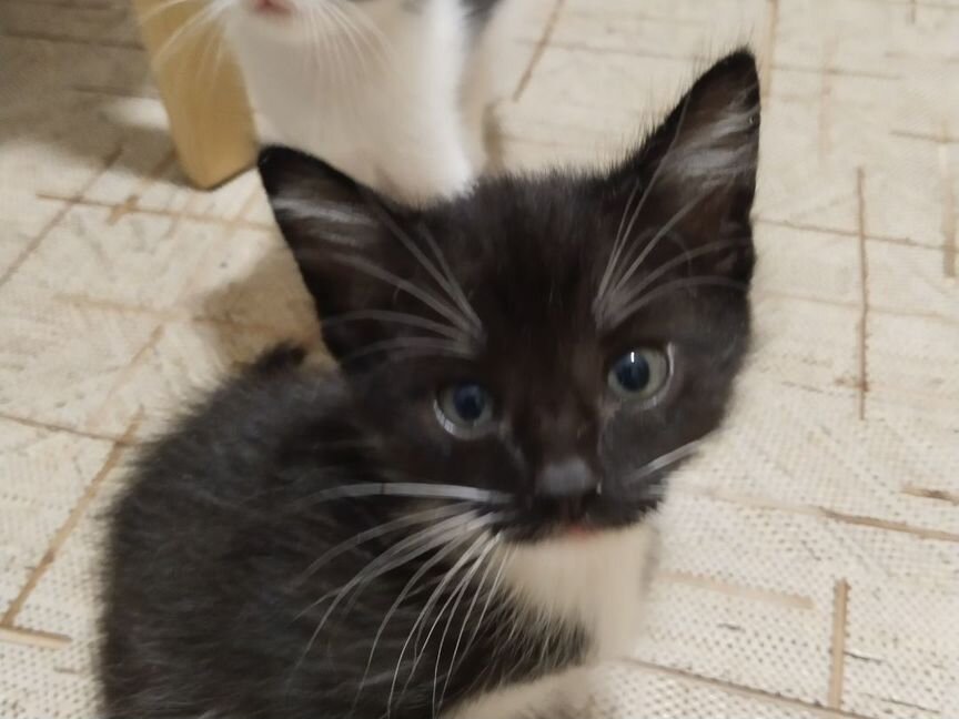 Две девулечки-красотулечки