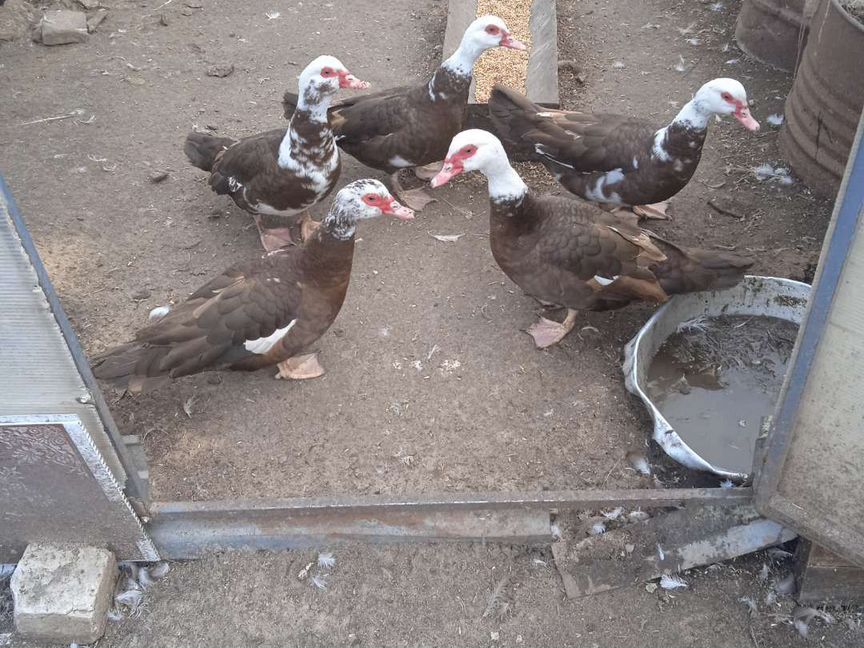 Мускусные утки