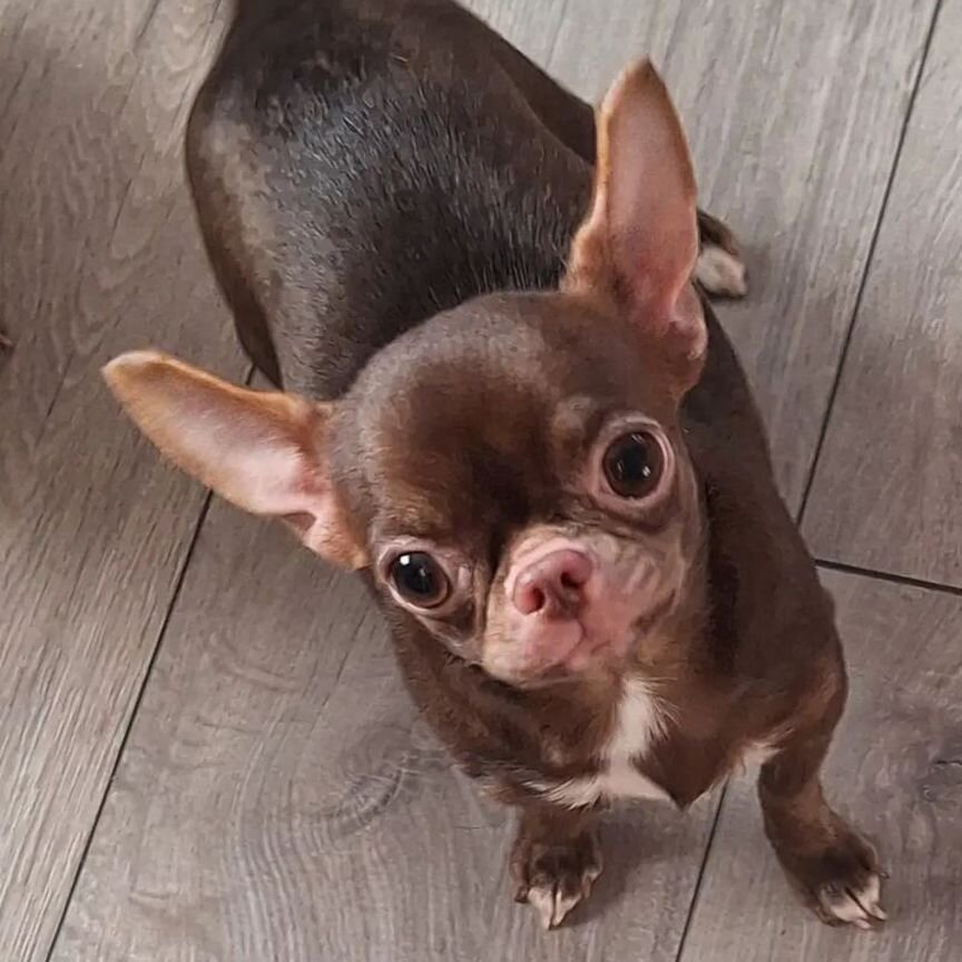 Чихуахуа, взрослая собака