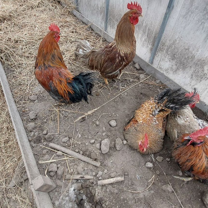 Молодые петухи