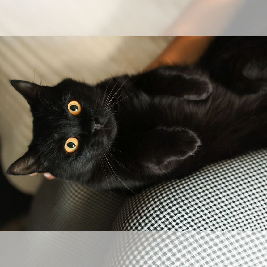 Черныш выкинули хозяева