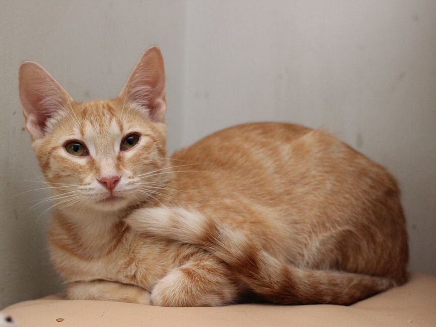 Гарик 7 месяцев рыжий красавец в хорошие руки