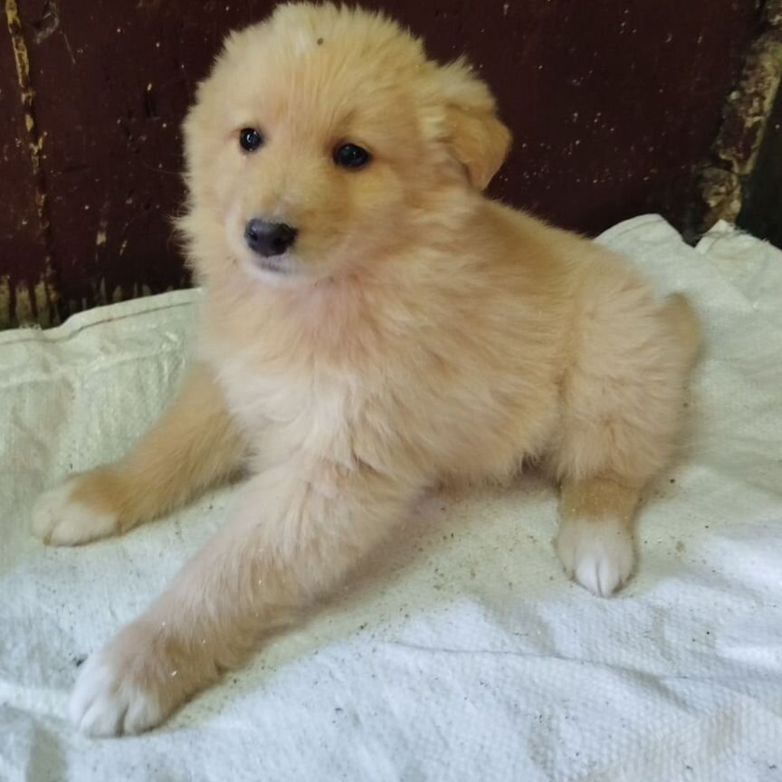 Щенок в добрые руки