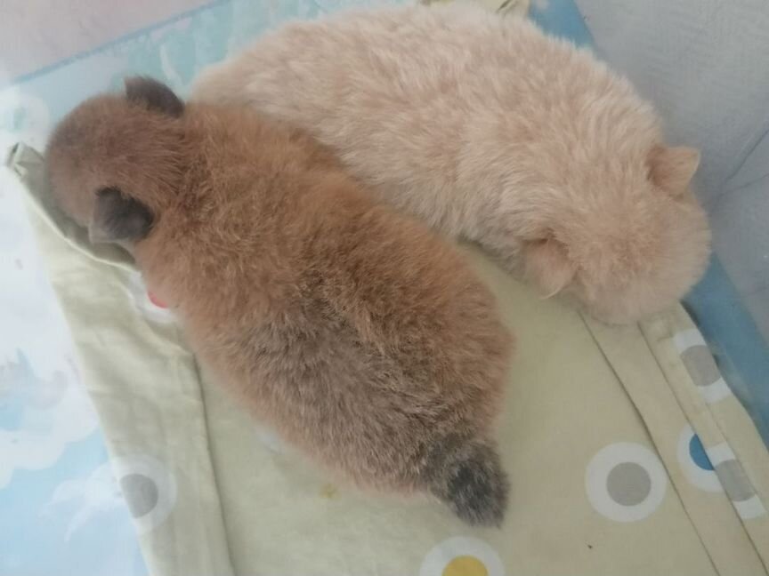 Щенки немецкого шпица