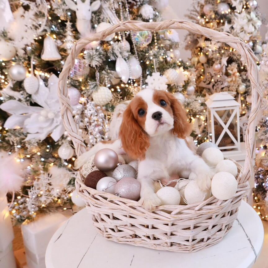 Кавалер кинг-чарльз-спаниель, щенок