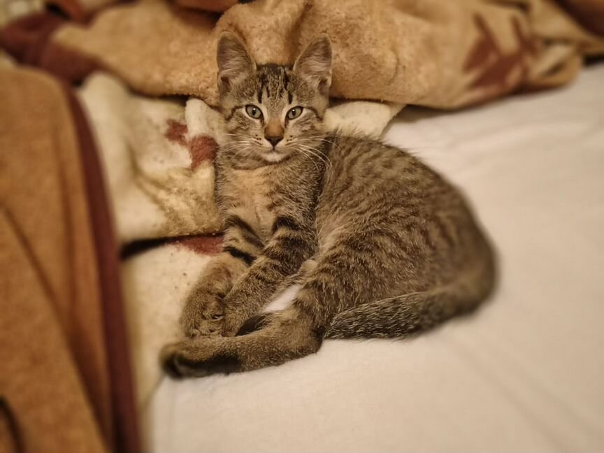 Котёнок ищет дом