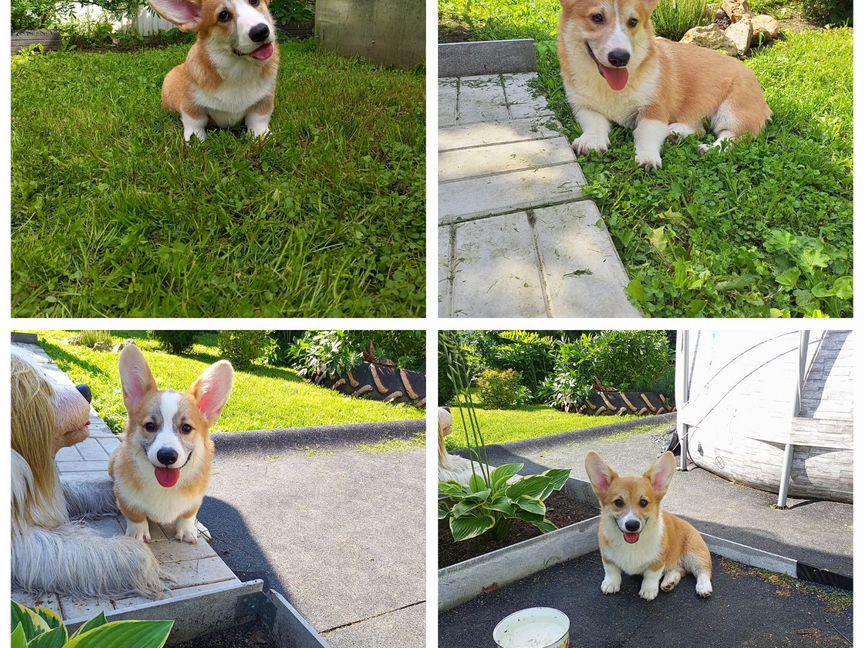 Щенки Корги Вельш Пемброг