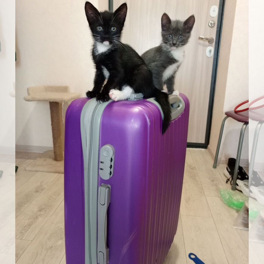 Котята в добрые руки бесплатно