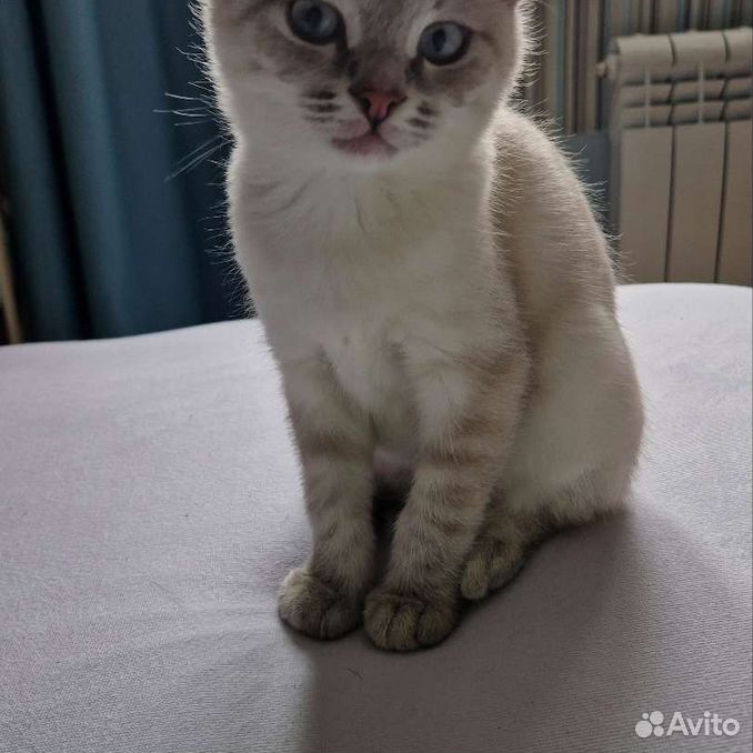 Котенок британец серебристая шиншилла