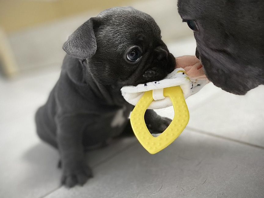 Французский бульдог