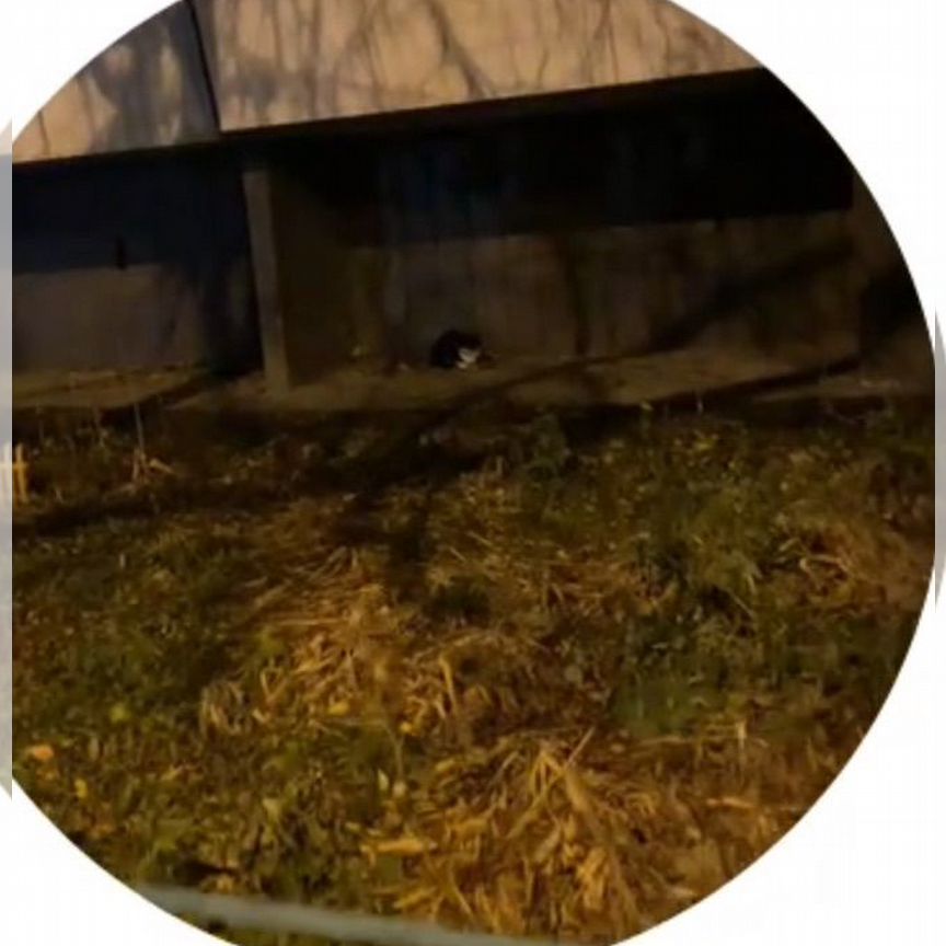 Взрослая кошка в добрые руки