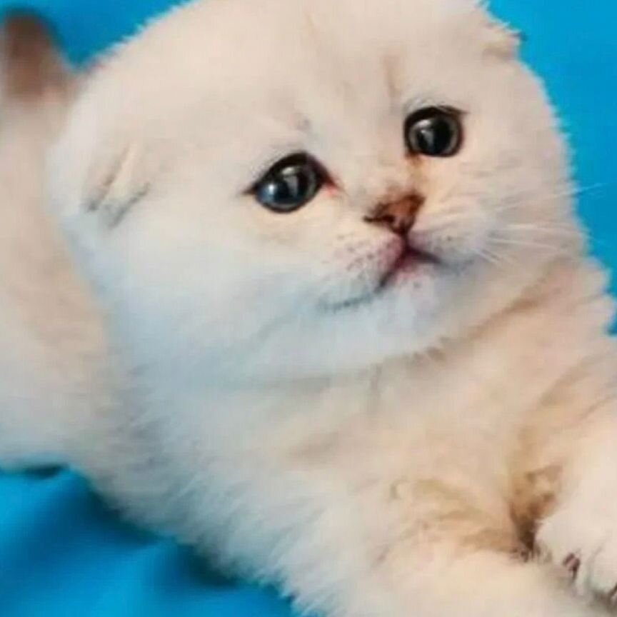 Котята