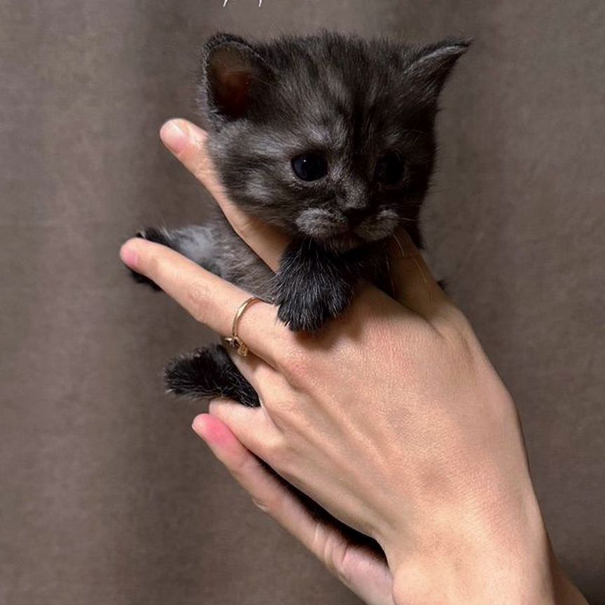 Шотландские котята