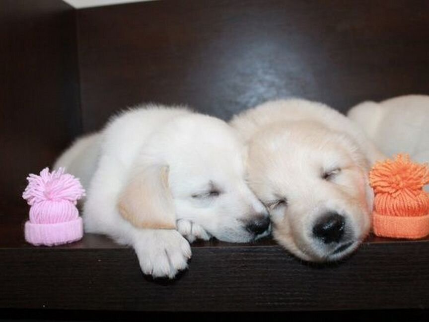 Кобель и сука палевые