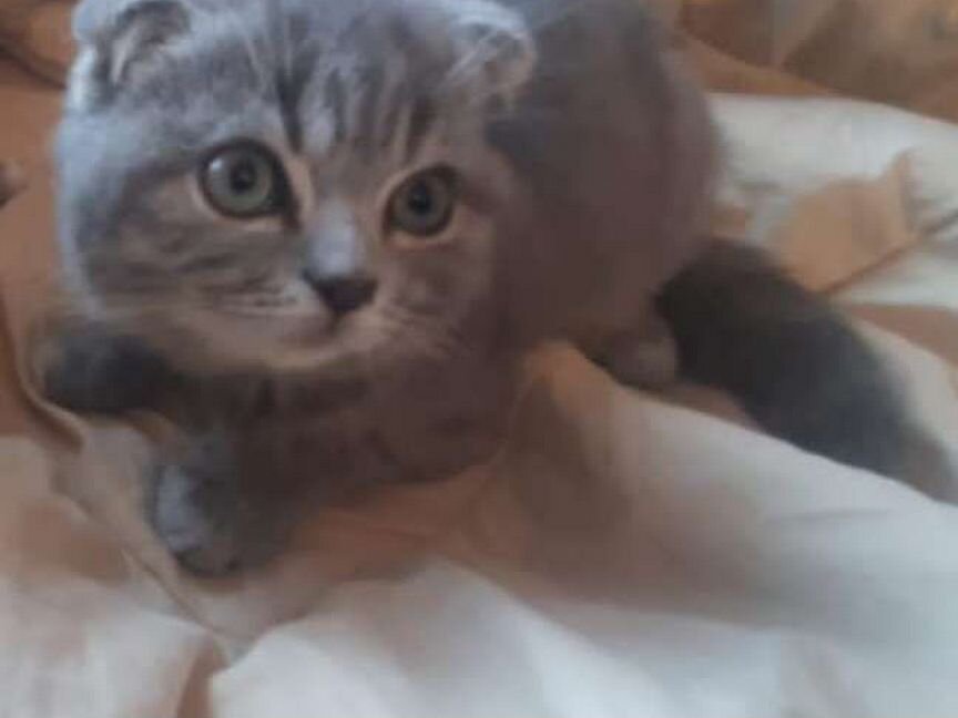 Шотландская