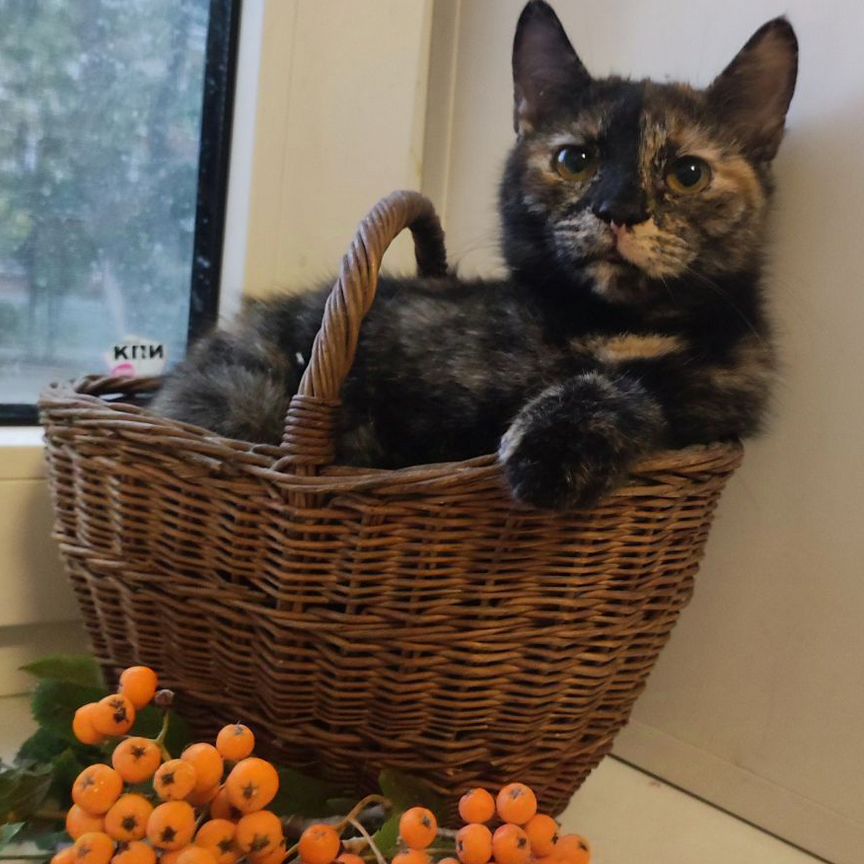 Котенок