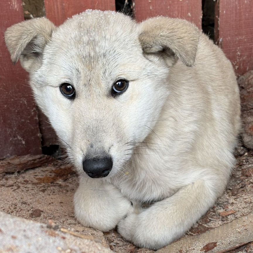 Западносибирская лайка, щенок
