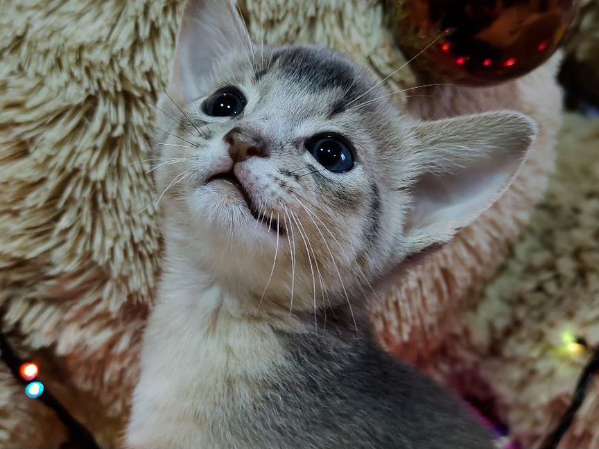 Абиссинские котята
