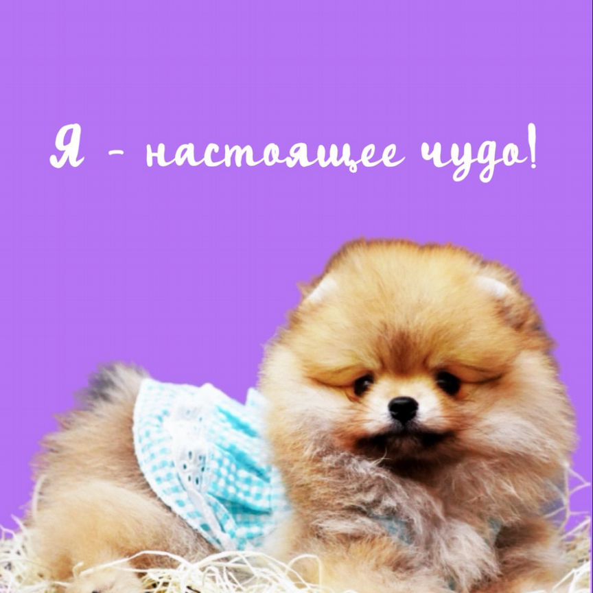 Померанский шпиц мини девочка