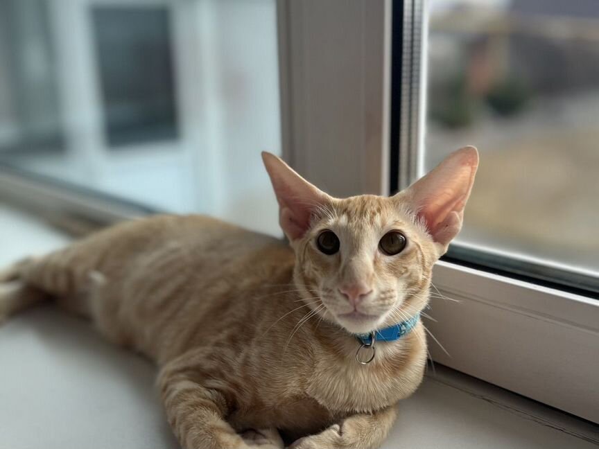 Ориентальная кошка