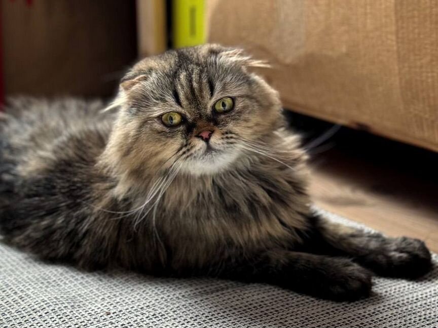 Шотландская вислоухая кошечка ишет дом